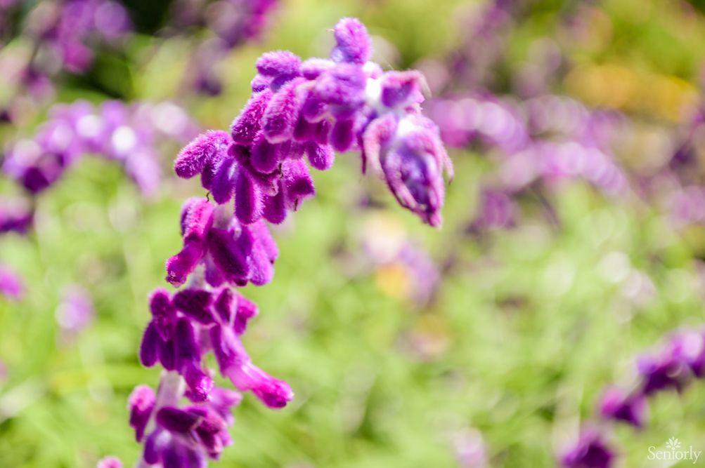 Oakmont Gardens - Pricing, Photos and Floor Plans in Santa Rosa, CA ...